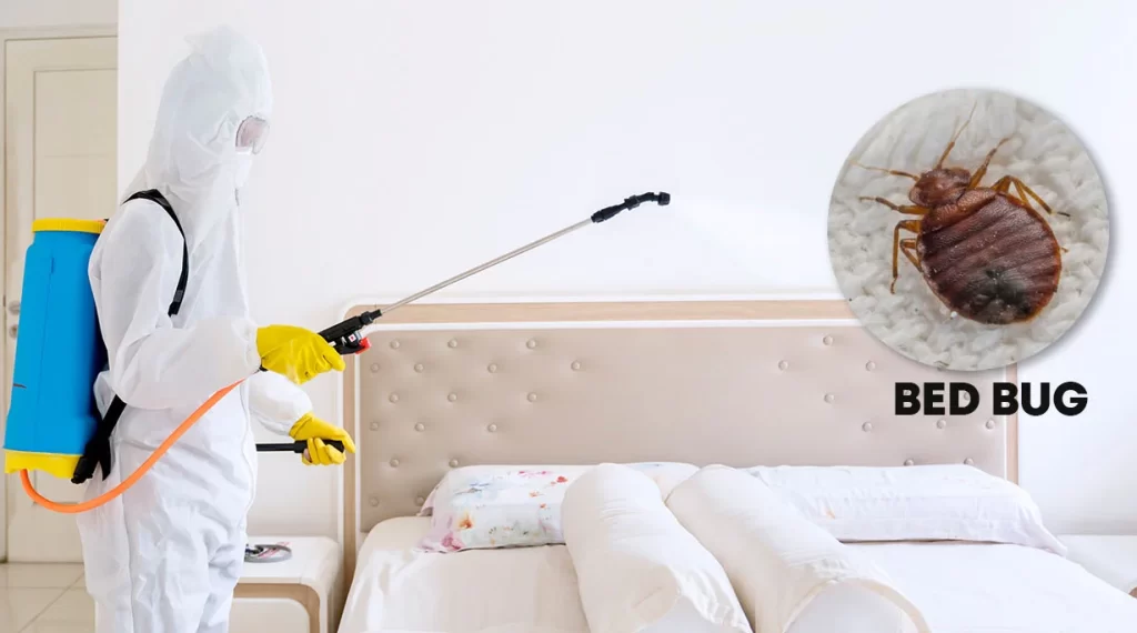 Bug Bed Control Controlpest